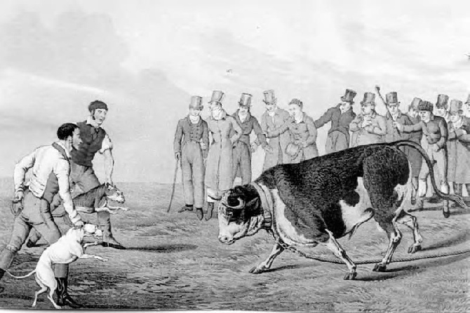 Accueil - Elevage Familial Alfagacyno - American Staffordshire Terrier